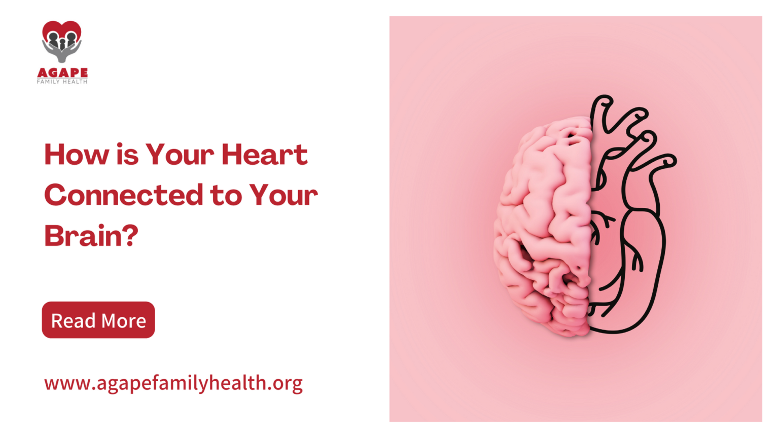 Heart and Brain Connection: The Science Behind It
